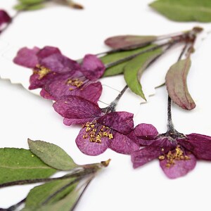A Pack of 6 Pcs,pressed Dried Flowers,dried Thousand Begonia Flower ...