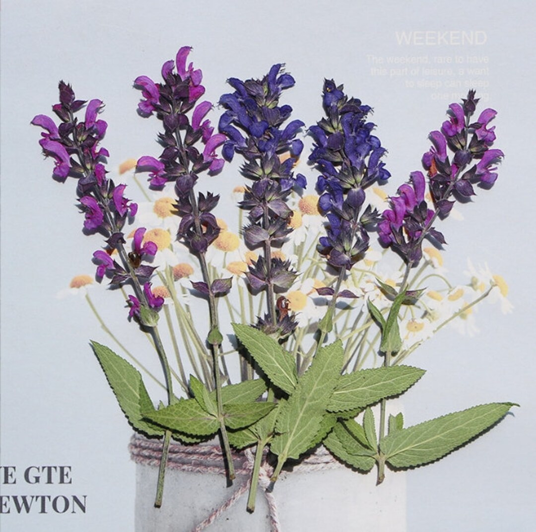 Sage Dried Flower,pressed Flowers,6 Pcs/pack Dried Pressed Blue Flower ...