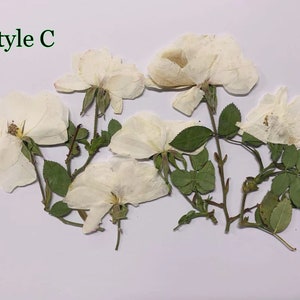 Pressed Flowers,rose White Pressed Flowers 6 Pcs/pack,pressed Flower ...
