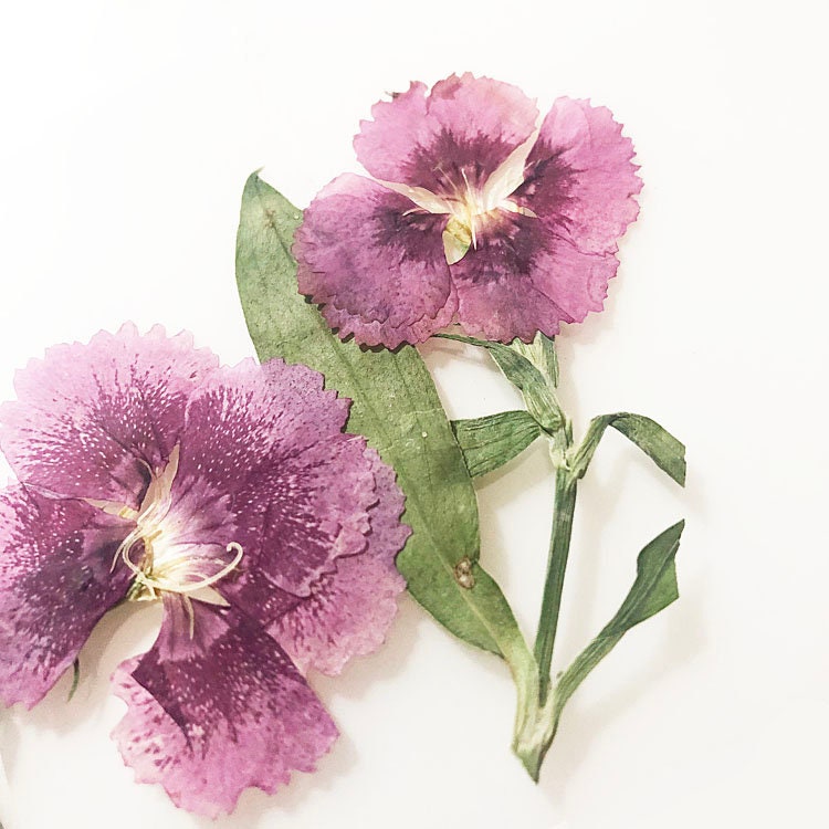 Pressed Flowerspink Purple Pressed Flower12 Pcs/packdried | Etsy