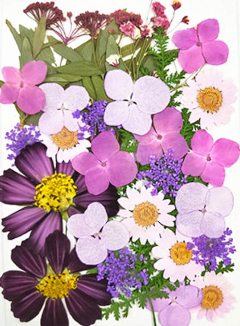A Pack of 28-35 PCS Dried Flat Flower Packs Pressed Flowers - Etsy