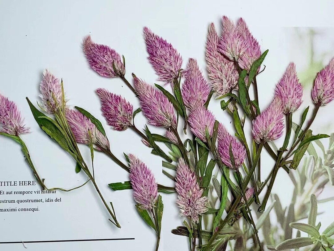 Pressed Flowers,pink Pressed Flowers,dried Flower,a Pack of 8 PCS, Pink ...