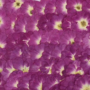Pressed Roses Flowers,a Pack of 8 PCS Dried Pressed Flowers,dried ...