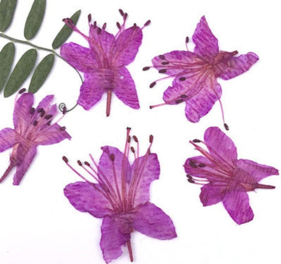 Pressed Flowersset of 12 PCS Pressed Flowers Artpurple | Etsy