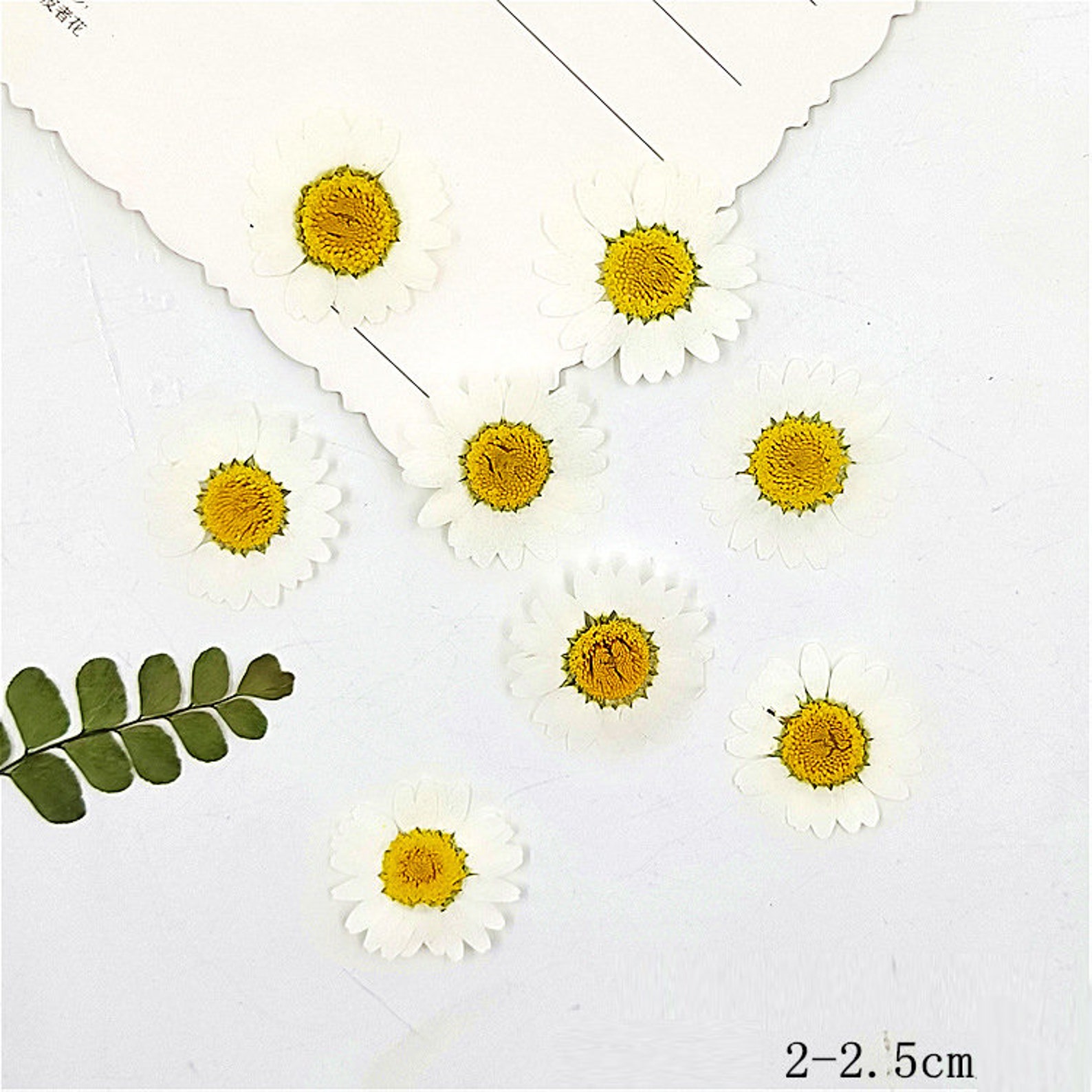 Pressed White Daisy (3 Sizes) 12pcs/pack Small Dry Flower Preserved ...