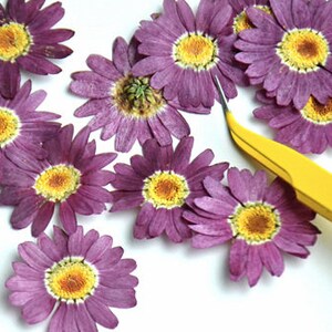 Pressed Flowers,set of 8 PCS, Pressed Flowers Art,purple Dried Flower ...