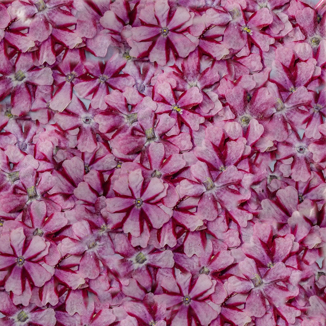 Pressed Flower,pressed Dry Flower,a Pack of 20 PCS Pressed Dry Flower ...