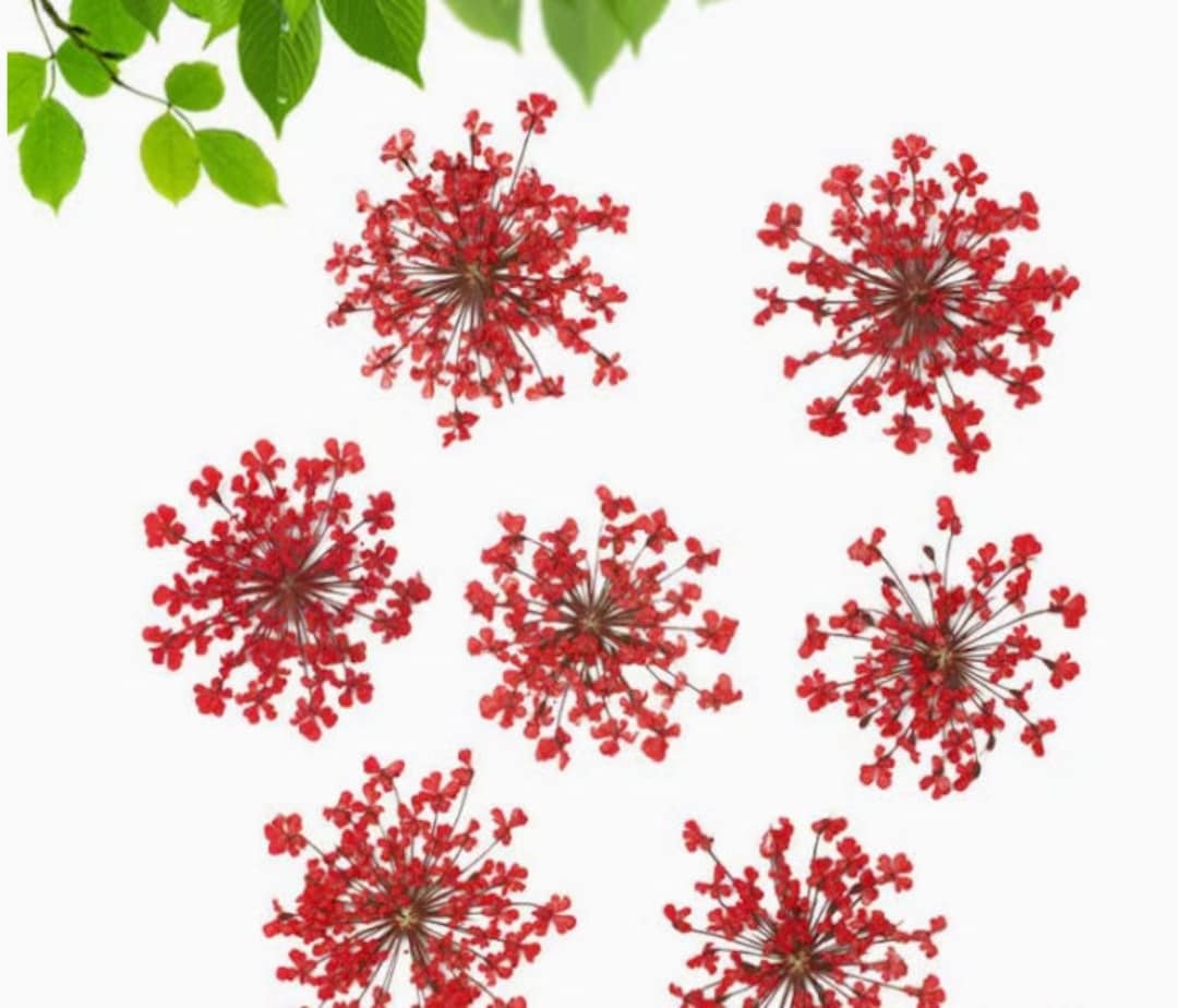 Dried Flower, Red Dried Flower,12 Pcs/pack, Lace Flower,pressed Flat ...