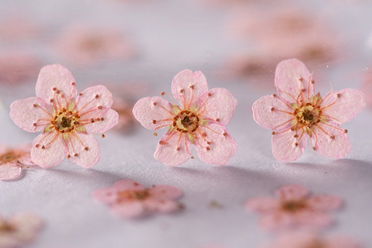 Pressed Flowers,light Pink Pressed Flowers,20 Pcs/pack,light Pink ...