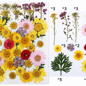 A Pack of 34-41 PCS, Pressed Flowers,dried Flat Flower Packs Mixed ...
