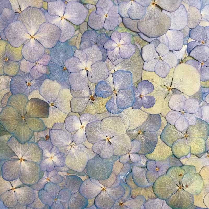 Hydrangea Petals - Etsy