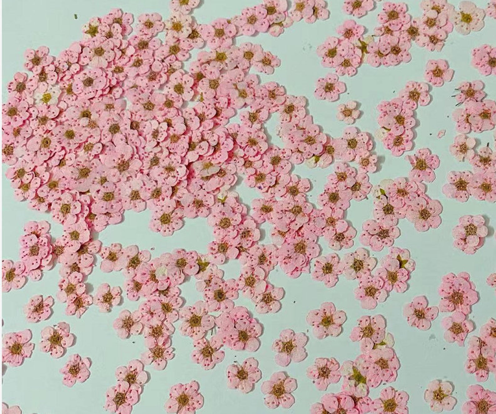 Pressed Flowers,pink Pressed Flowers,20 Pcs/pack,pink Flower Dried ...