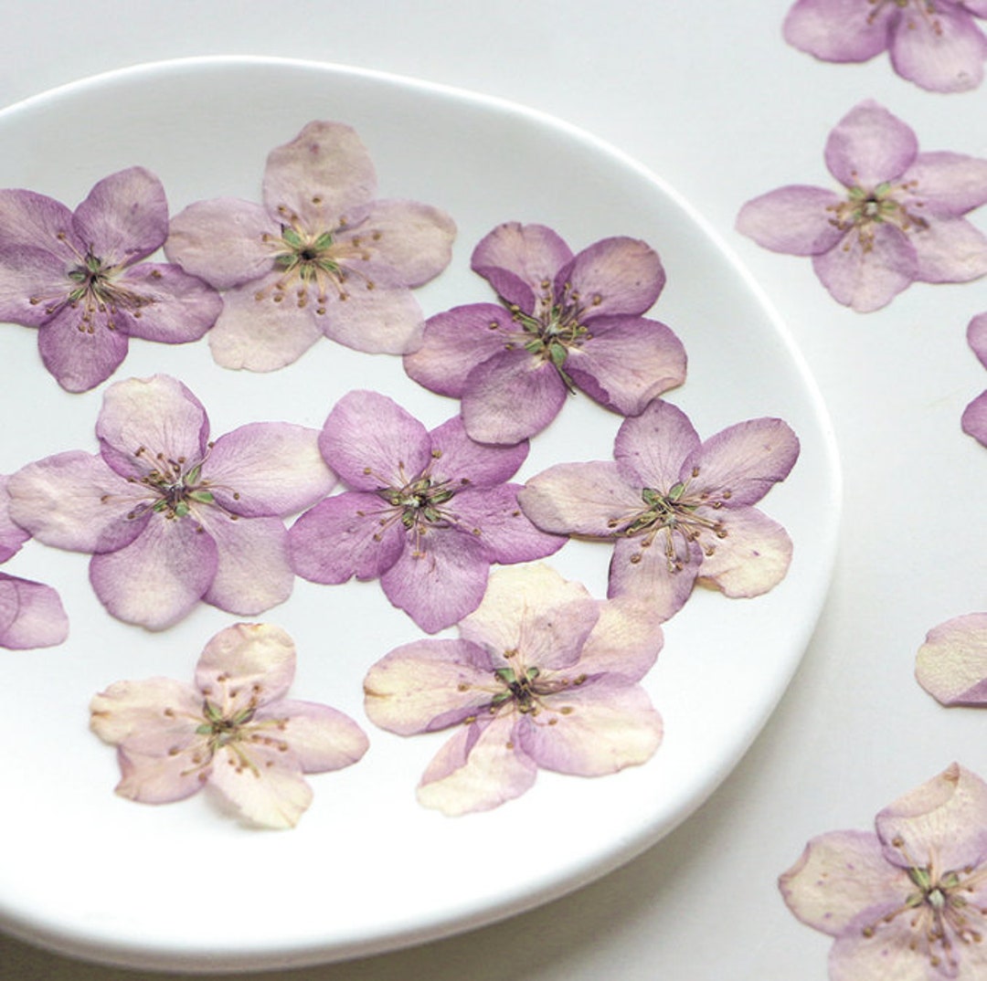 Pressed Flowers,light Purple Pressed Flowers,12 PCS/PACK, Purple Flower ...