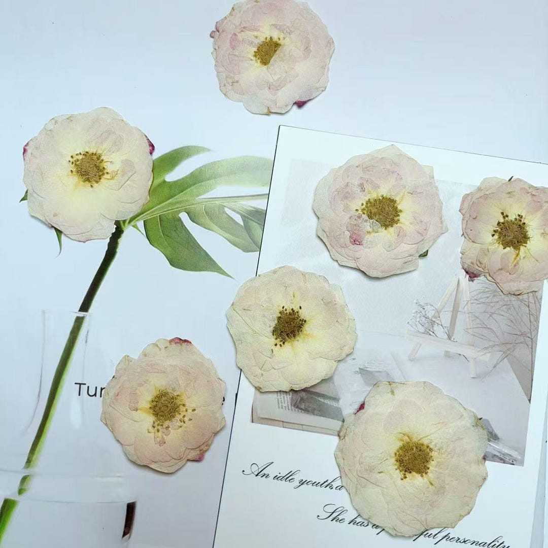 Pressed Pink White Roses,light Pink Dried Flat Flower,pressed Rose ...