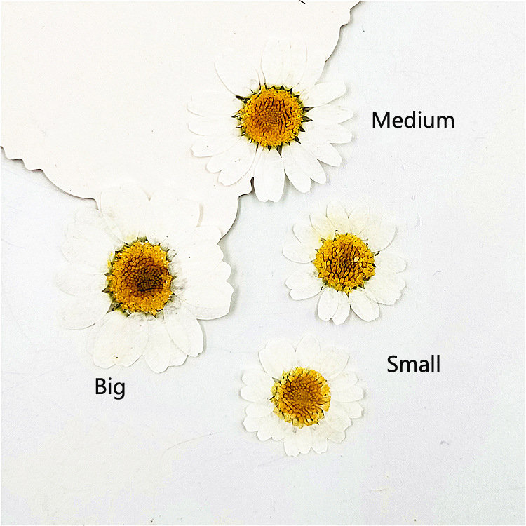 A Pack of 12 PCS Pressed White Daisy Flower Real Dry Flower | Etsy