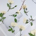 Pressed Flowers,rose White Pressed Flowers 6 Pcs/pack,pressed Flower ...
