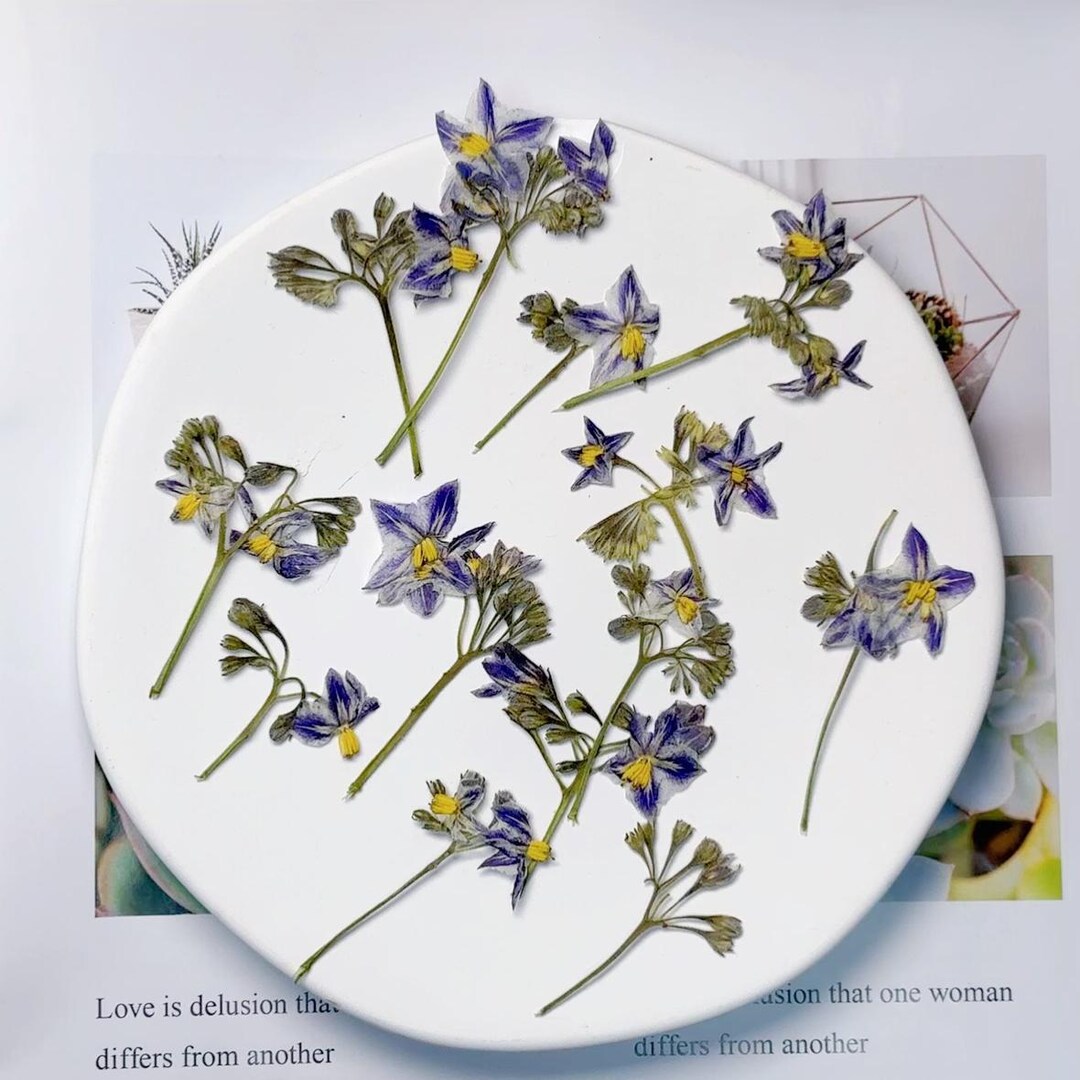 Resin Dried Flower,iris Proantha Pressed Flowers,6 Pcs/pack Dried ...