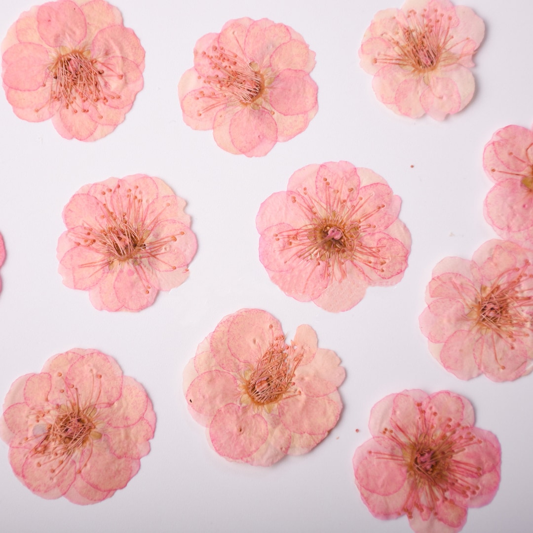 Pressed Flowers,set of 6 PCS, Pressed Flowers Art,pink Dried Flower ...
