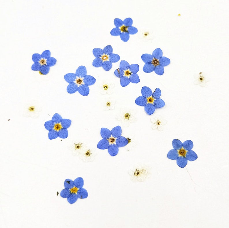Set of 100 Pcspressed Forget Me Notsblue Forget Me Nots - Etsy