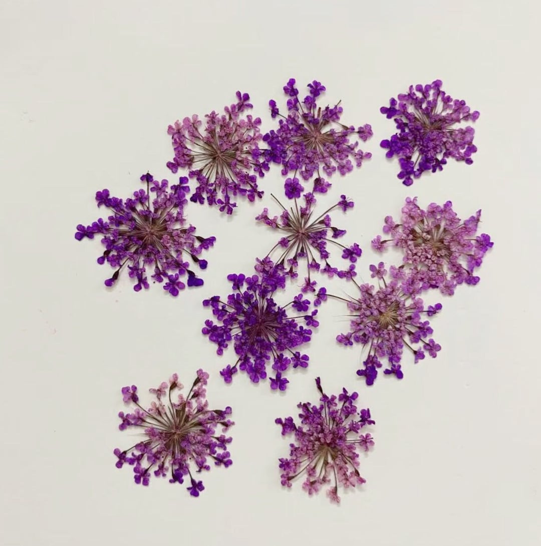 Pressed Flowers,purple Pressed Flowers,a Pack of 10 Pc,purple Flower ...