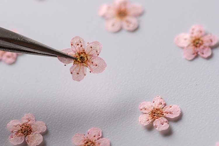 Pressed Flowers,light Pink Pressed Flowers,20 Pcs/pack,light Pink ...