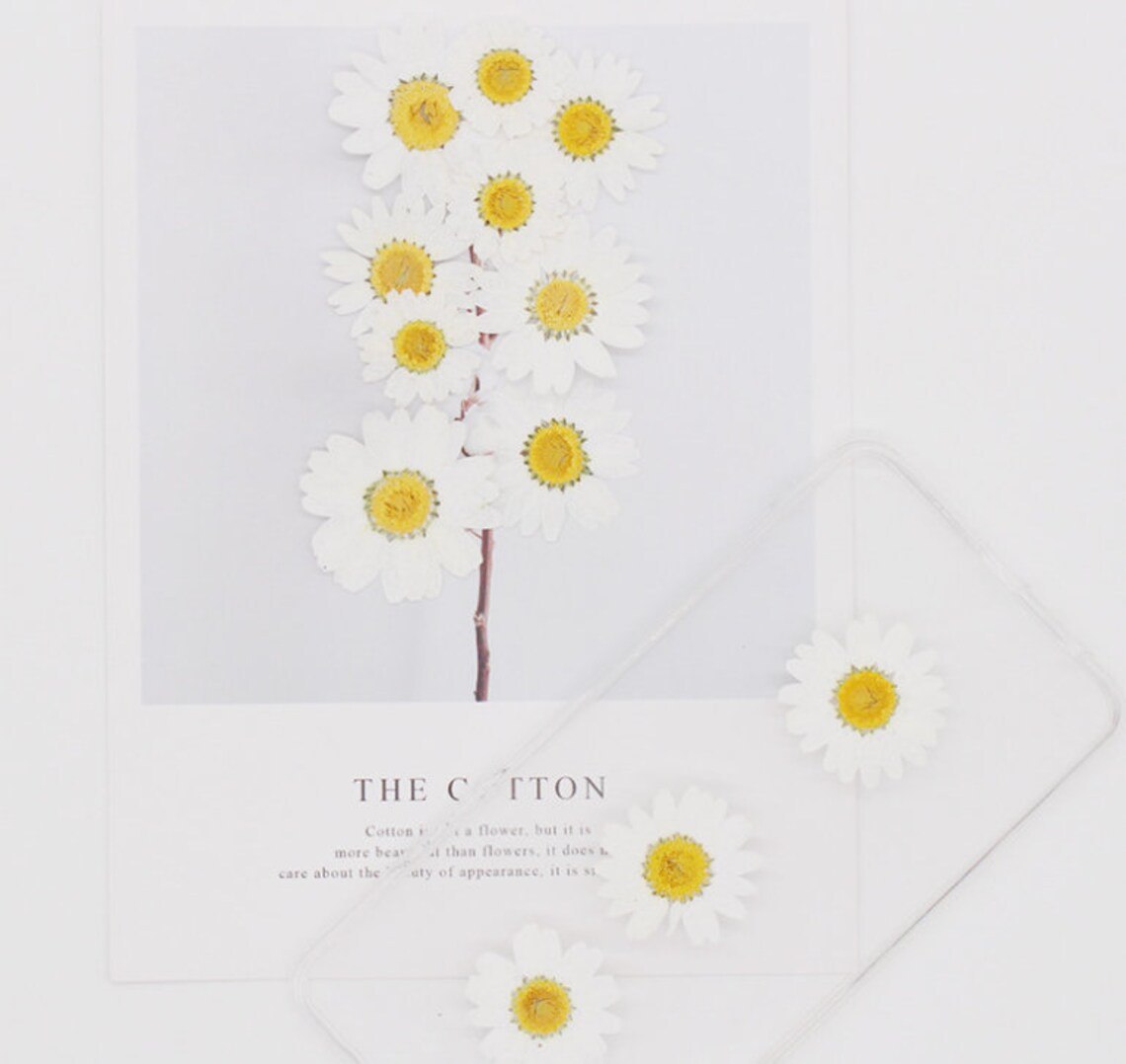 Pressed White Daisy (3 Sizes) 12pcs/pack Small Dry Flower Preserved ...