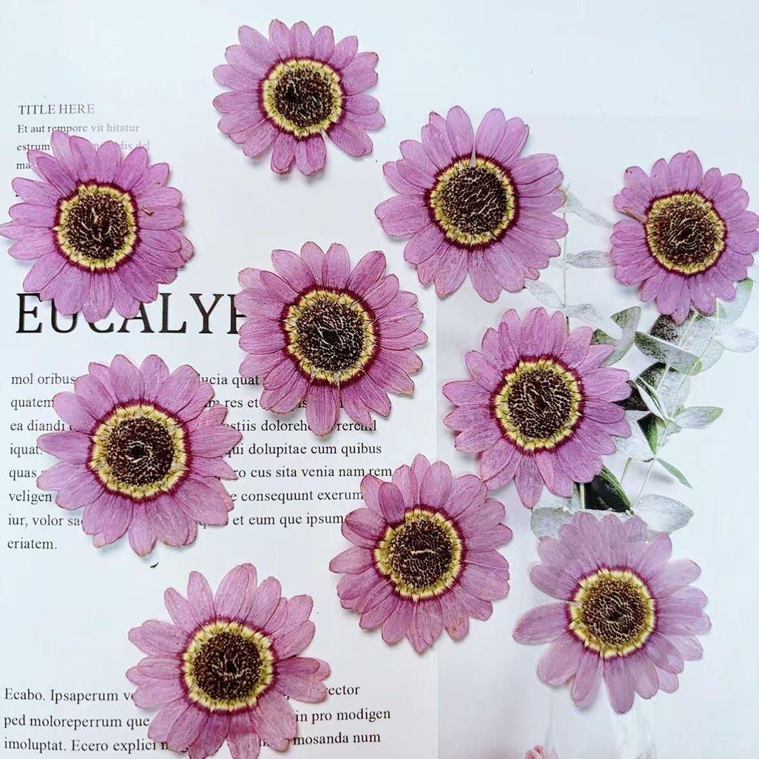 Pressed Flower, Purple Asteranae Pressed Flower,8 Pcs/pack,purple ...