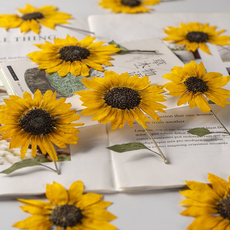 Dried Sunflowers on Stems - Etsy