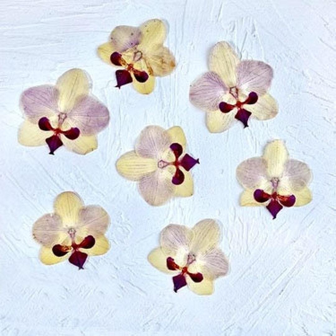 Pressed Flowers,purple Brown Pressed Flowers,butterfly Orchid, Purple ...