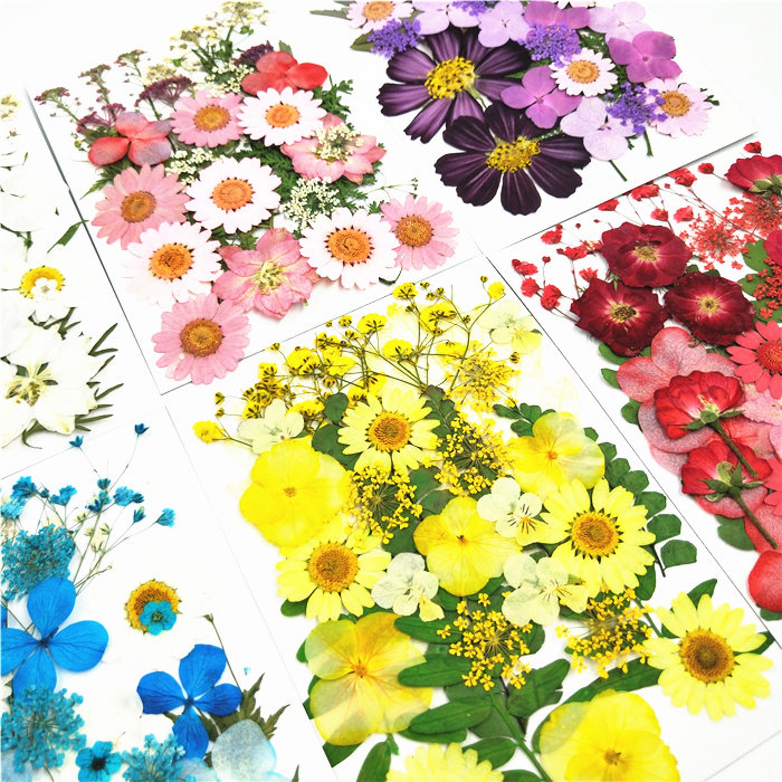 A Pack of 28-35 PCS Dried Flat Flower Packs Pressed Flowers - Etsy