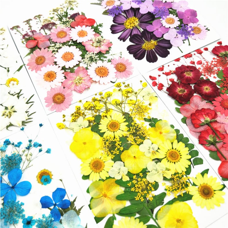 A Pack of 28-35 PCS Dried Flat Flower Packs Pressed Flowers - Etsy