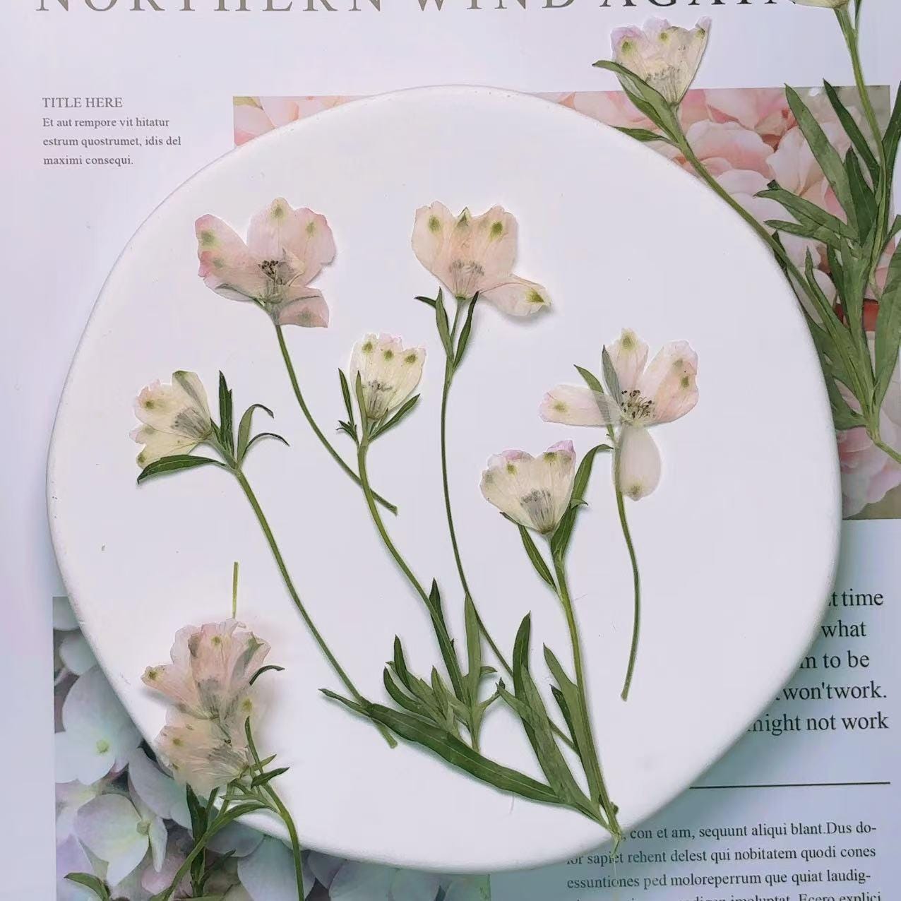 Pressed Flowers,light Pink Pressed Flowers,dry Flower Stems,6 Pcs/pack ...