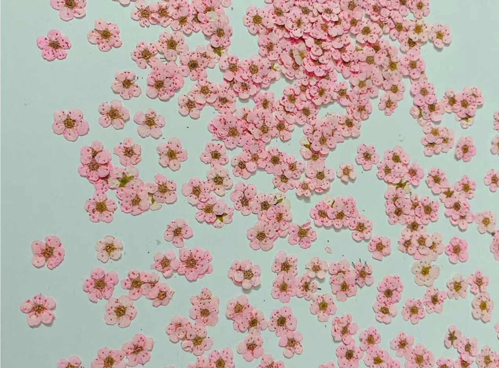 Pressed Flowers,pink Pressed Flowers,20 Pcs/pack,pink Flower Dried ...