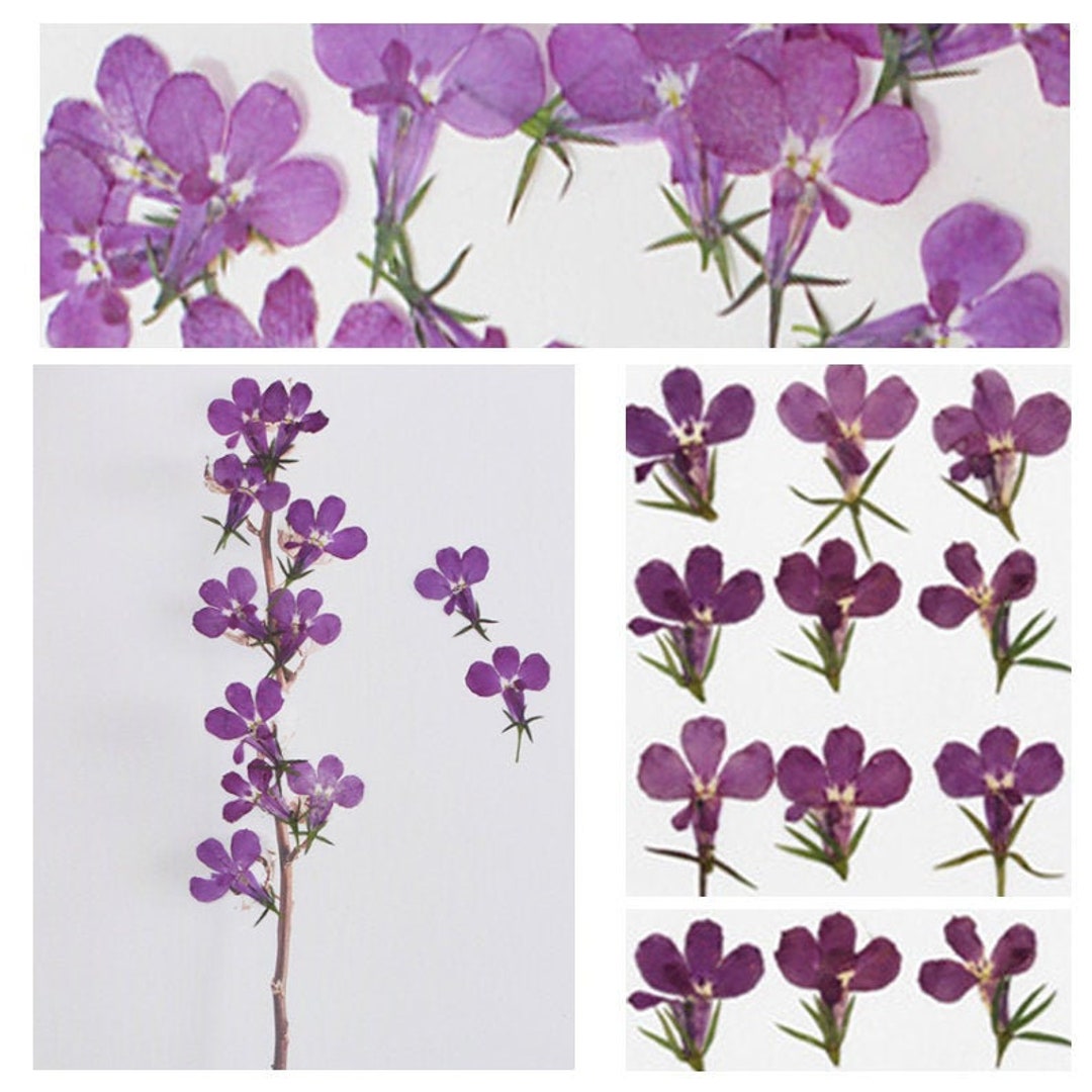 Pressed Flowers,a Pack of 12 PCS Blue Purple Pressed Flowers,dried ...