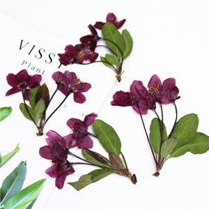 A Pack of 6 Pcs,pressed Dried Flowers,dried Thousand Begonia Flower ...