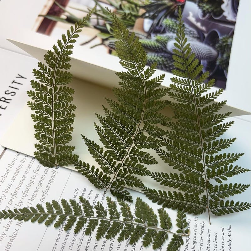 Dried Fern for Crafts - Etsy