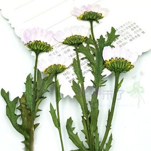 Dried Pressed Flowers,10pcs/set,white Daisy Chrysanthemum,daisies With ...