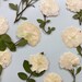 Pressed Flowers,rose White Pressed Flowers 6 Pcs/pack,pressed Flower ...