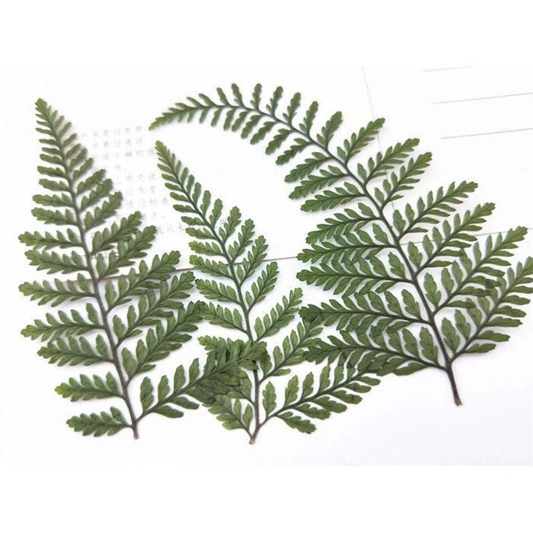 Pressed Fern Leaf Set: Real Dried Leaves, Craft Supplies (6 PCS) - Etsy