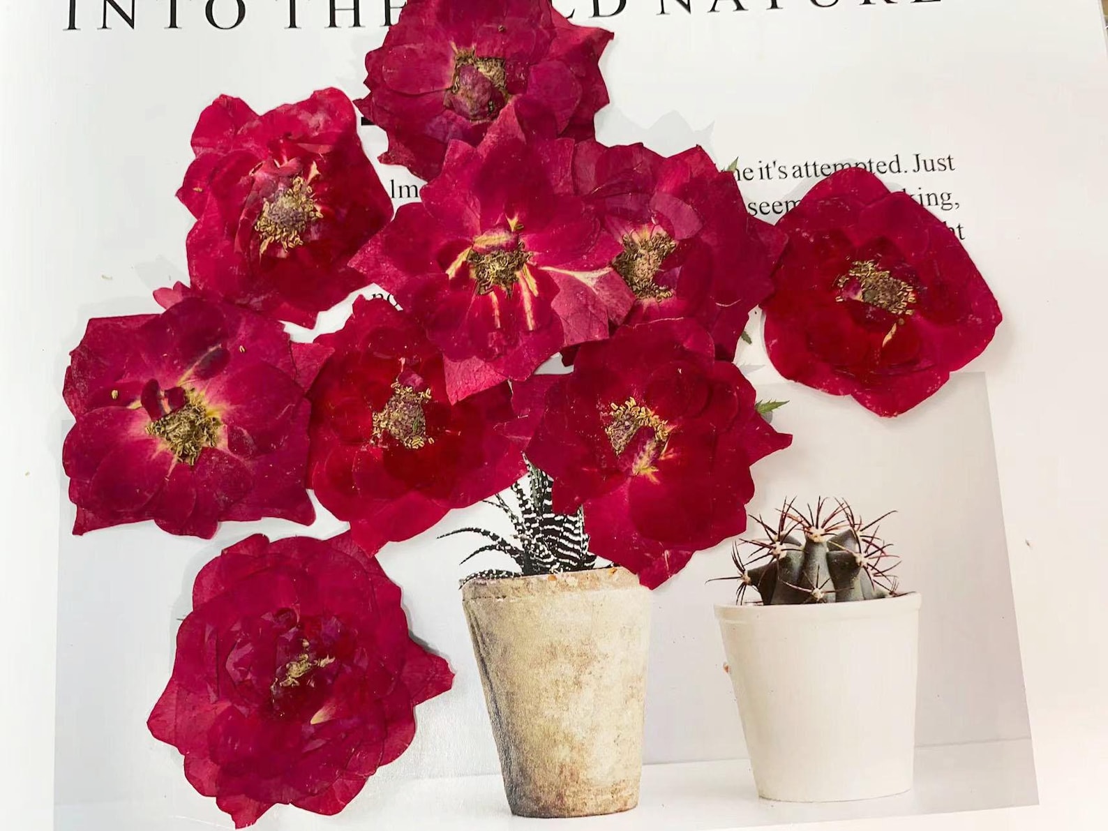 Pressed Red Roses,off-white Dried Flat Flower,pressed Rose Flowers,6pcs ...