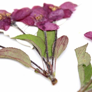 A Pack of 6 Pcs,pressed Dried Flowers,dried Thousand Begonia Flower ...