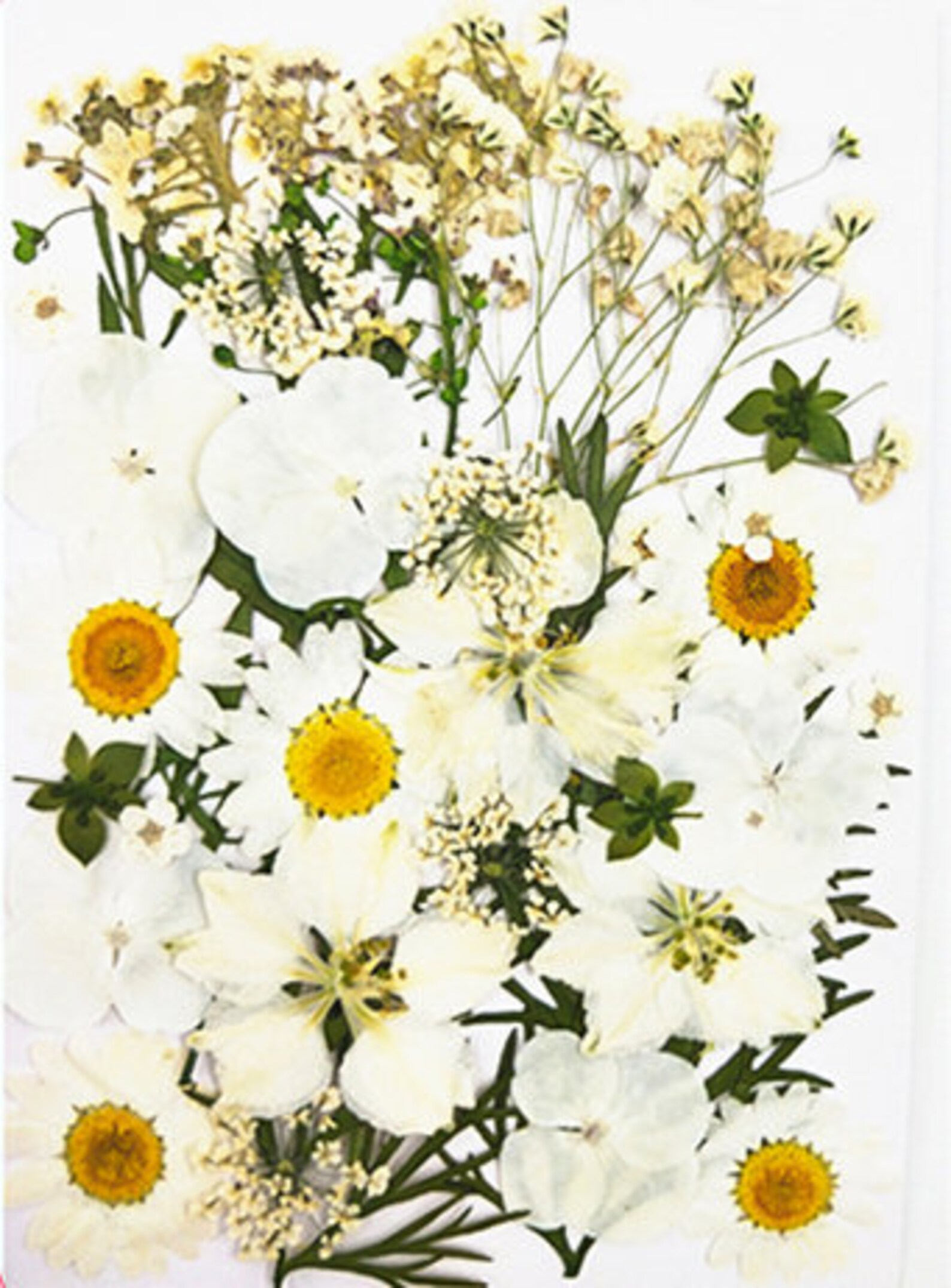 A Pack of 28-35 PCS Dried Flat Flower Packs Pressed Flowers - Etsy