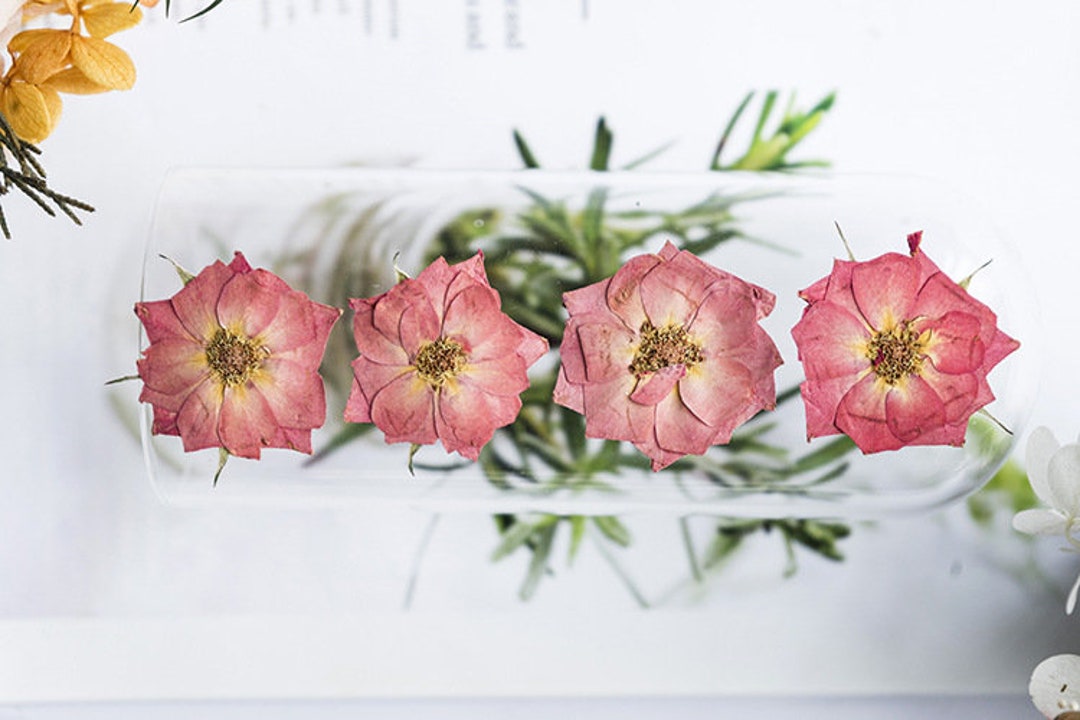 Rose Pressed Flowers,a Pack of 6 PCS Dried Pressed Flowers,dried Flower ...