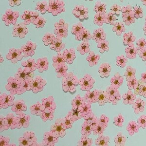 Pressed Flowers,pink Pressed Flowers,20 Pcs/pack,pink Flower Dried ...