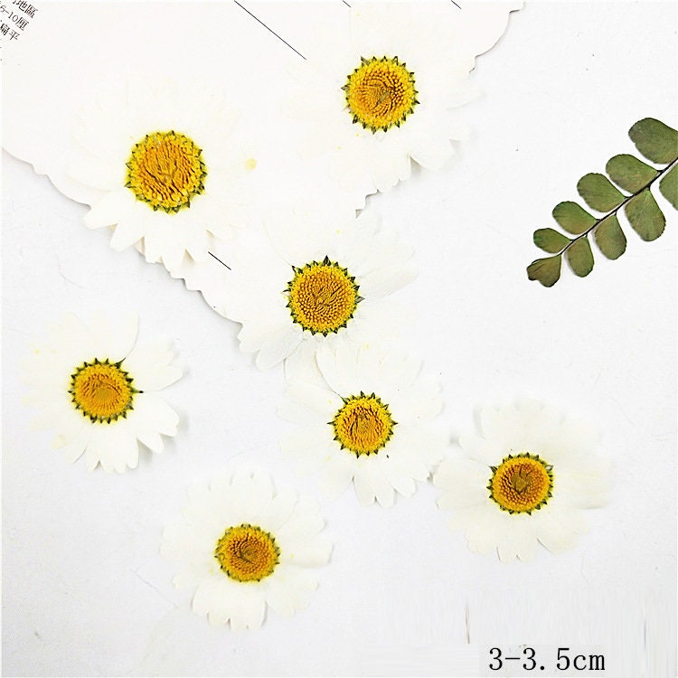 A Pack of 12 PCS Pressed White Daisy Flower Real Dry Flower | Etsy