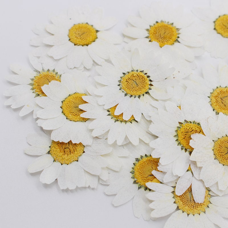 Pressed White Daisy (3 Sizes) 12pcs/pack Small Dry Flower Preserved ...