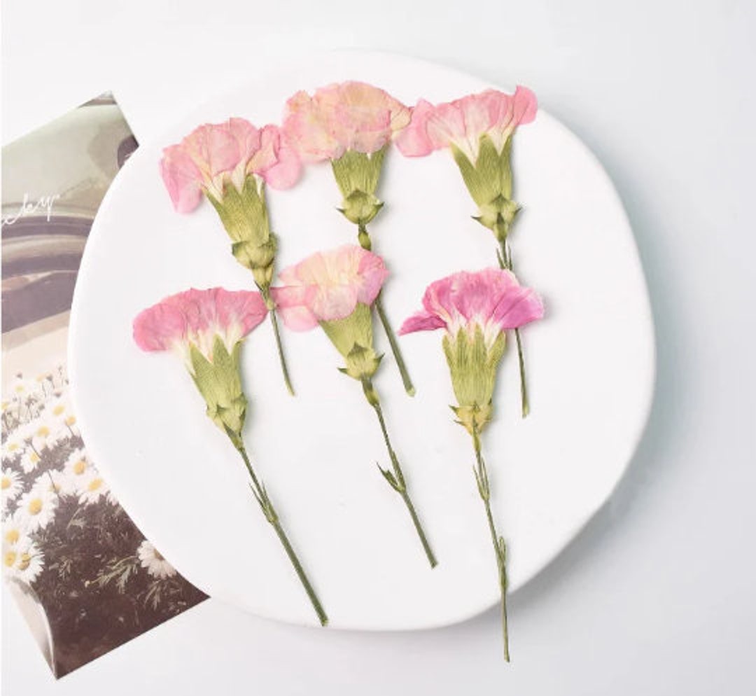 Pressed Flowers,carnation Stems Dry,half Carnation 6 Pcs/pack,dry ...