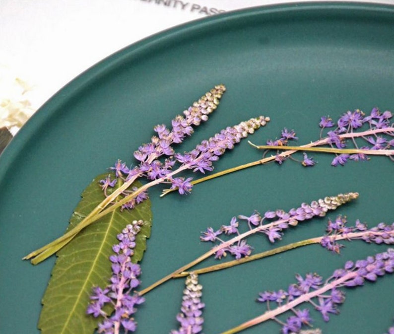 Pressed Flowers Purple Pressed Flowers 12 Pcs/packpressed - Etsy