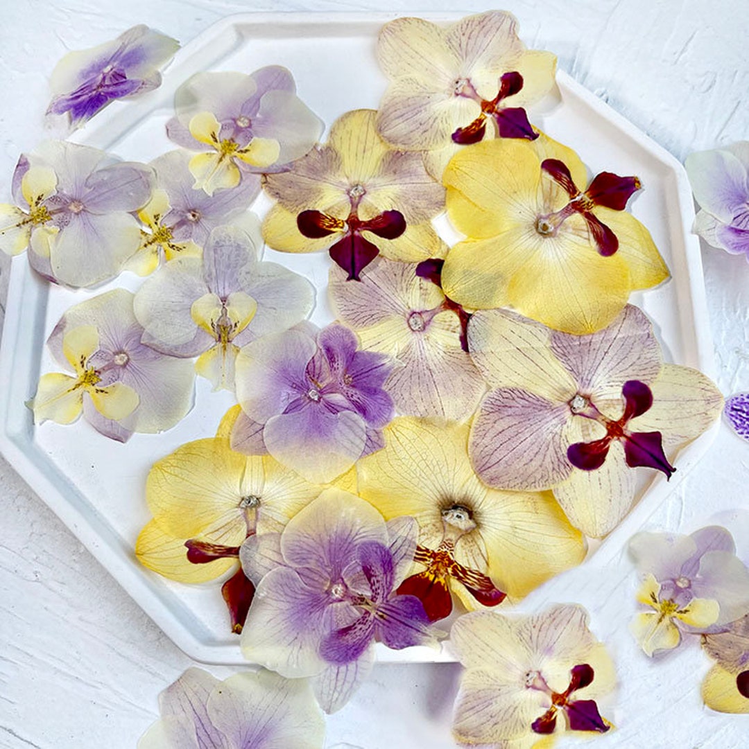 Pressed Flowers,yellow Pressed Flowers,butterfly Orchid, Purple ...