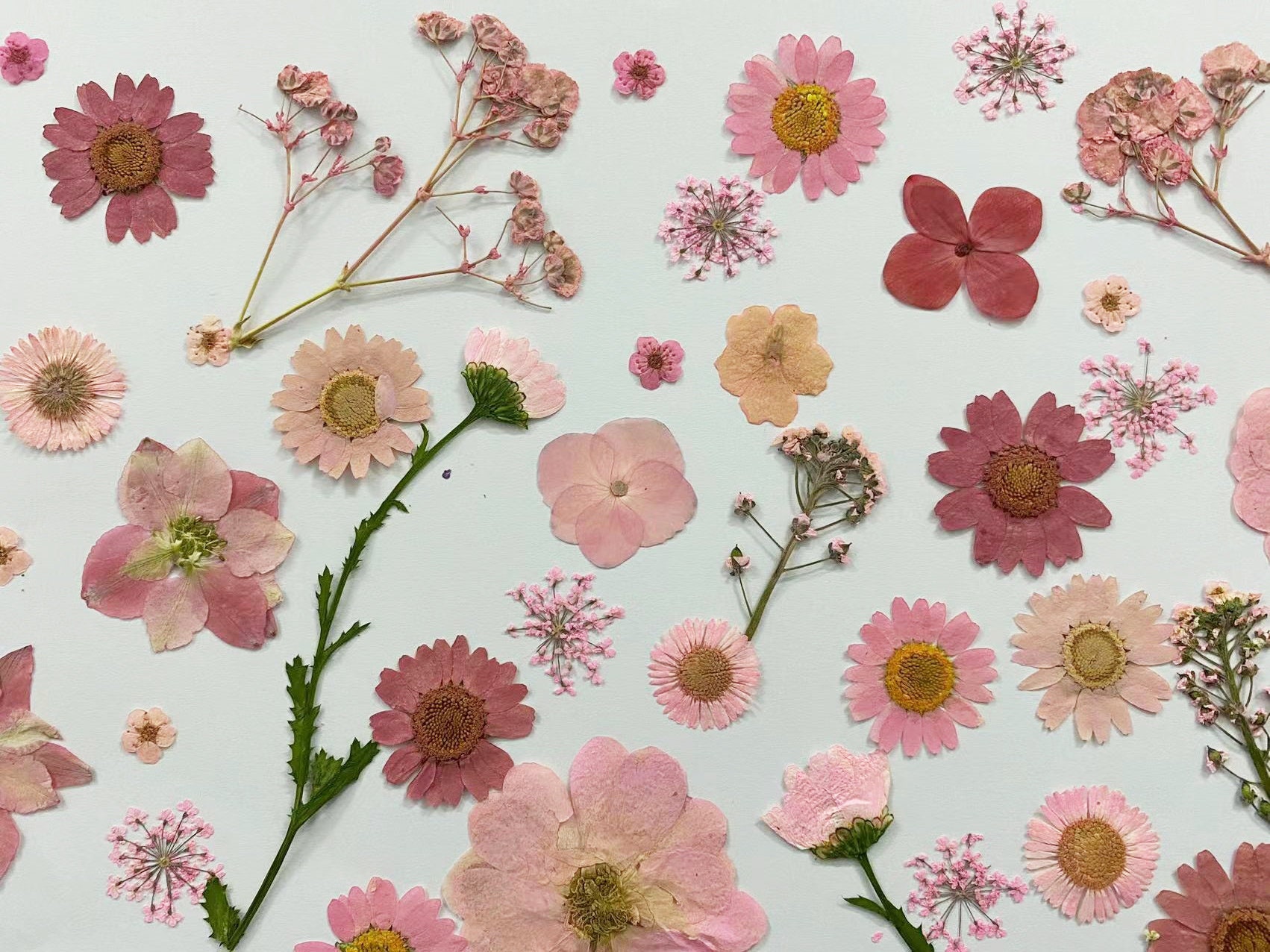 100 Pink Pressed Flowers: Mixed Dried Flowers for Crafts - Etsy